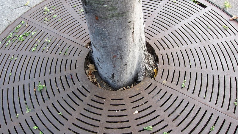 Watch For These Signs to See if Tree Roots Clogged Your Drains